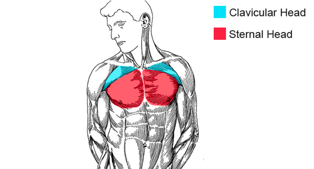 Borsttraining 101: een borstkas als Arnold - Bell Coaching