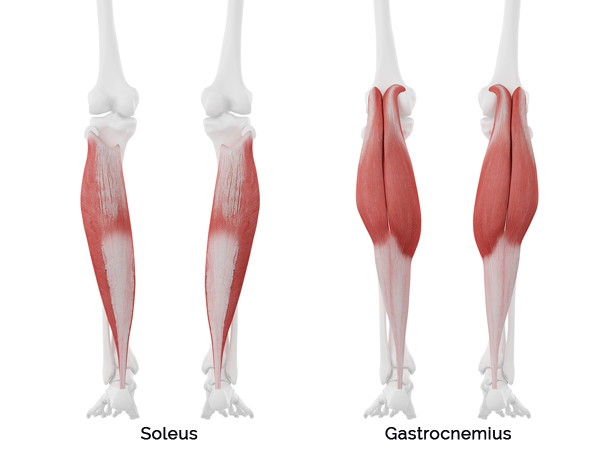 Kuiten trainen: 3 redenen waarom je kuiten niet groeien - Bell Coaching